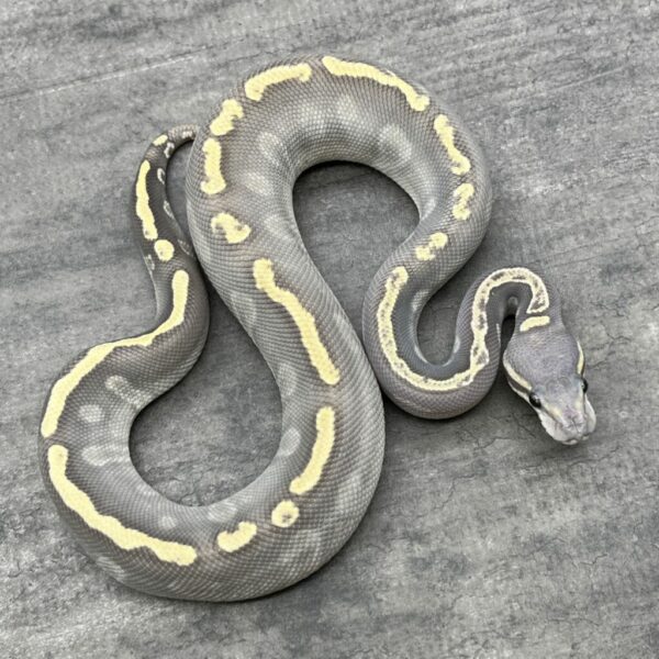 GHI Mojave Ghost – Freeman Ballpython